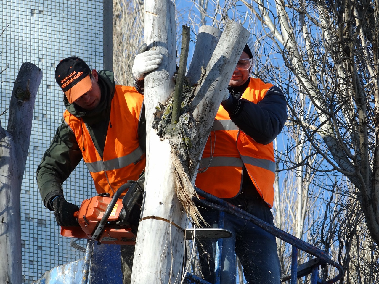 When to Consider Using a Tree Felling Company | FinTalk